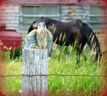 Home :: La Basse Cour