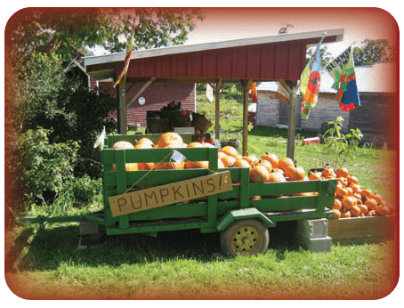 Farm Store :: La Basse Cour